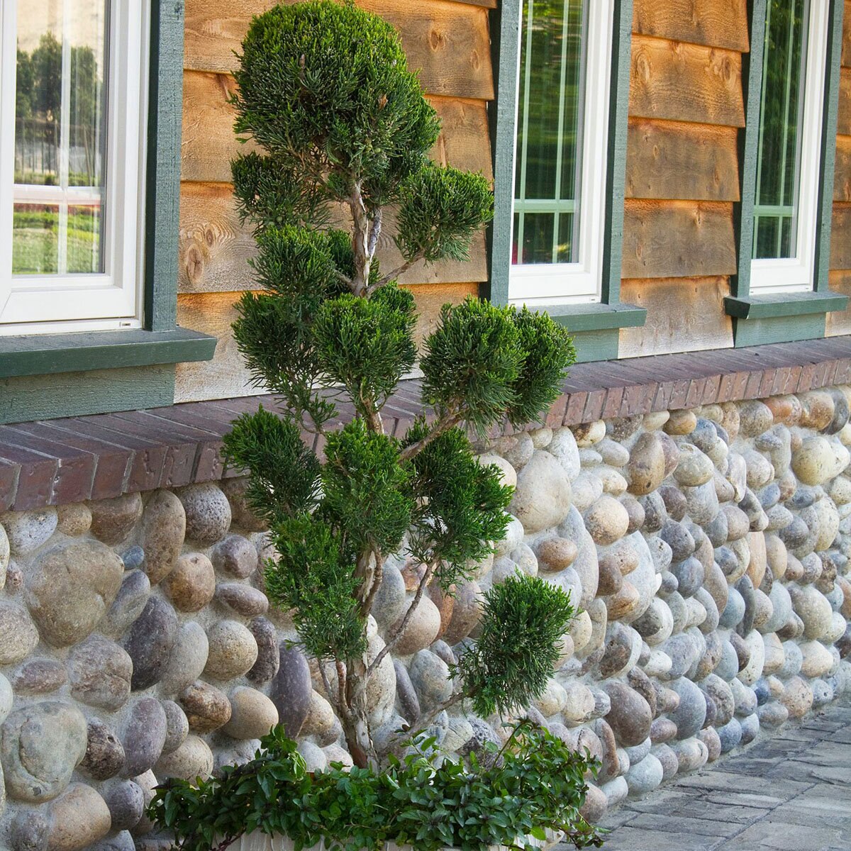 Juniperus Chinensis Mint Julep Chinese Juniper | SiteOne