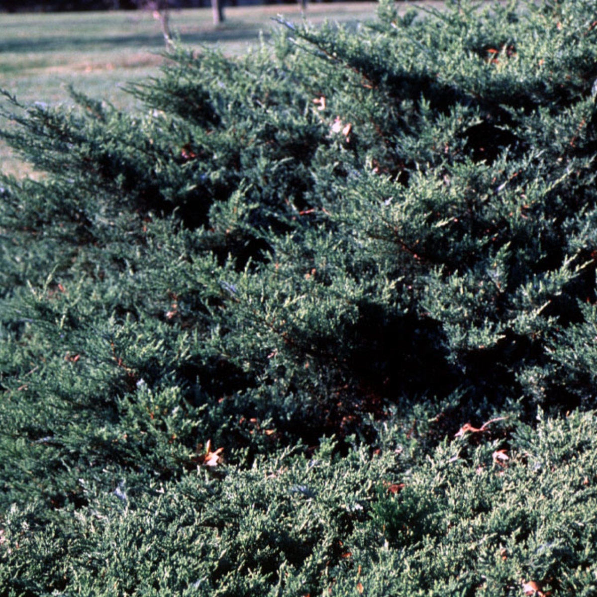 Juniperus Chinensis Nicks Compact Chinese Juniper | SiteOne