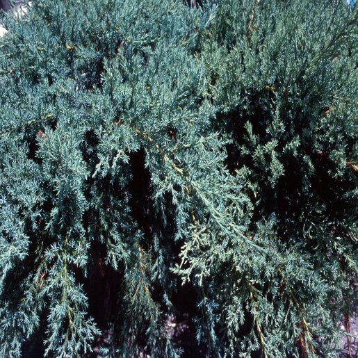 Juniperus X Pfitzeriana Glauca Blue Pfitzer Juniper | SiteOne