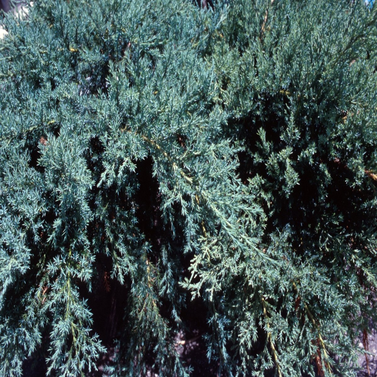 Juniperus X Pfitzeriana Glauca Blue Pfitzer Juniper | SiteOne