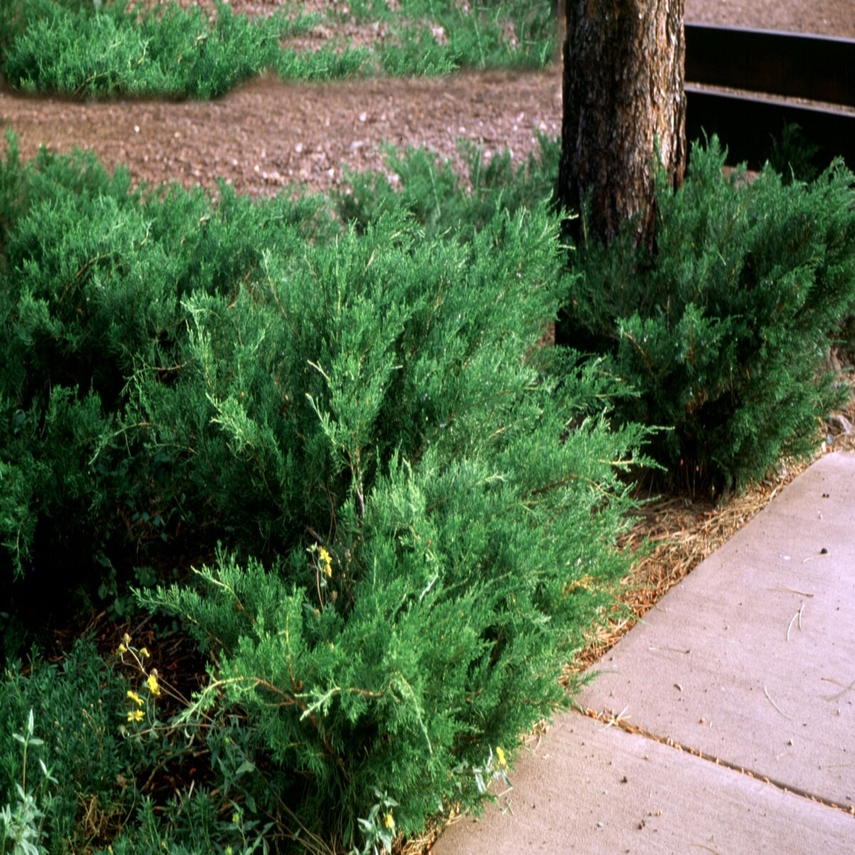 Juniperus X Pfitzeriana Sea Green Chinese Juniper | SiteOne