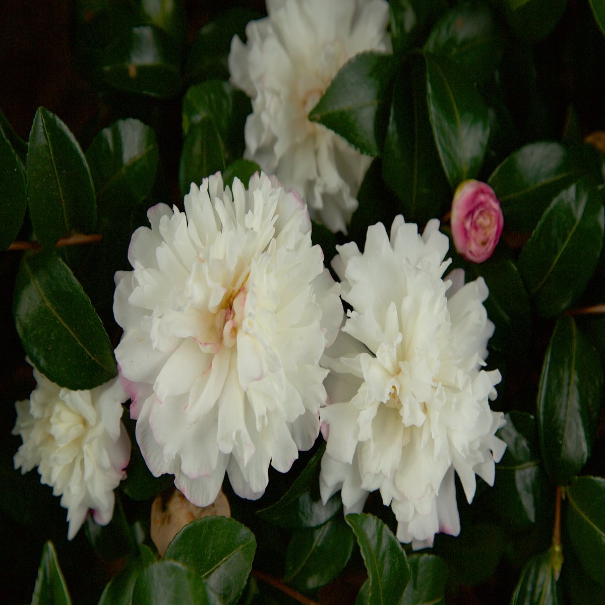 Camellia Sasanqua October Magic Snow Camellia | SiteOne