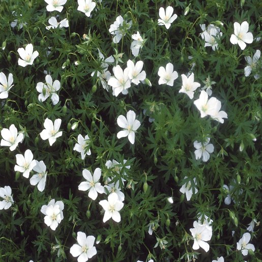 Geranium Sanguineum Album Cranesbill | SiteOne