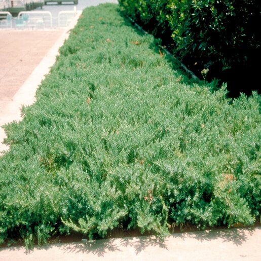 Juniperus Conferta Shore Juniper | SiteOne