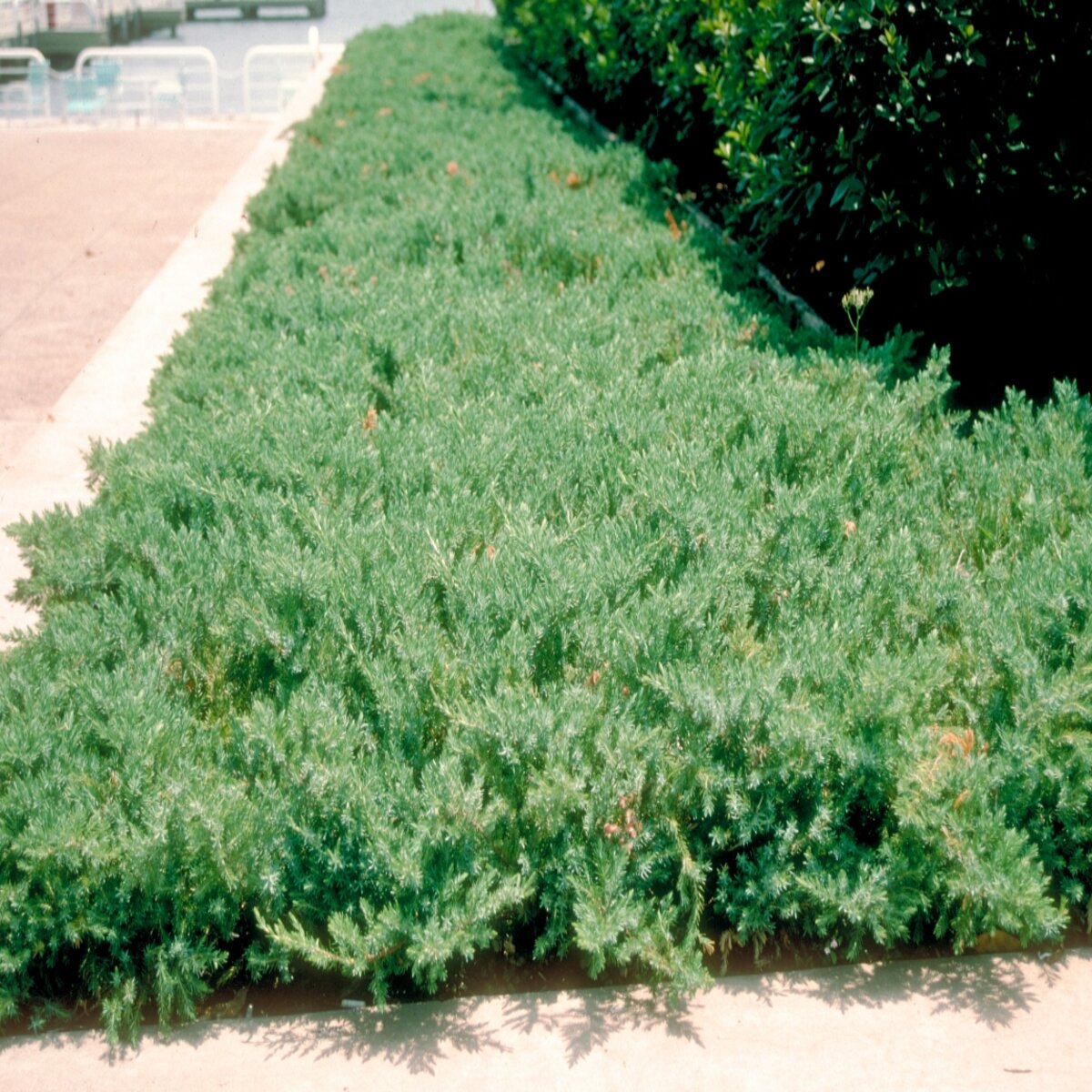 Juniperus Conferta Shore Juniper | SiteOne