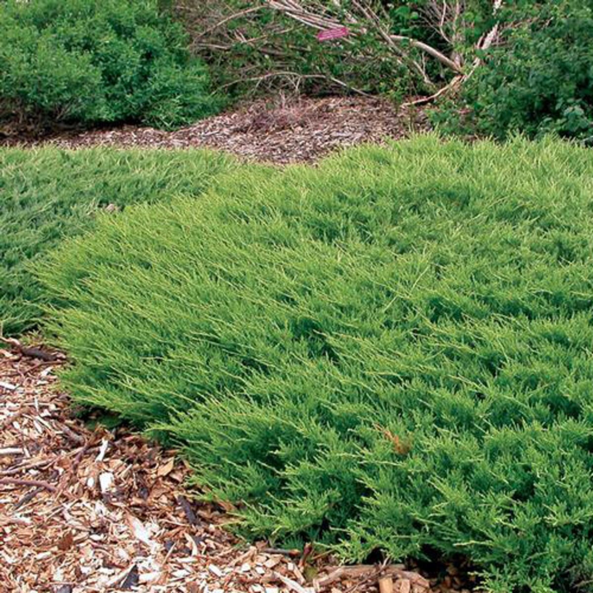 Juniperus Horizontalis Plumosa Compacta Andorra Juniper | SiteOne