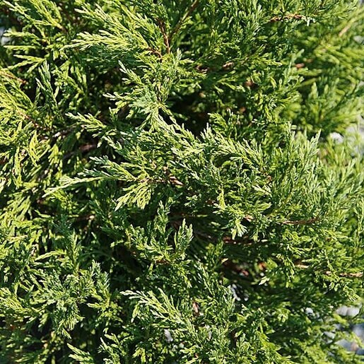 Juniperus Horizontalis Plumosa Compacta Andorra Juniper | SiteOne