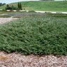 Juniperus Horizontalis Plumosa Compacta Andorra Juniper | SiteOne