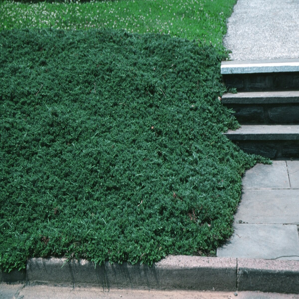 Juniperus Horizontalis Wiltonii Blue Rug Juniper | SiteOne