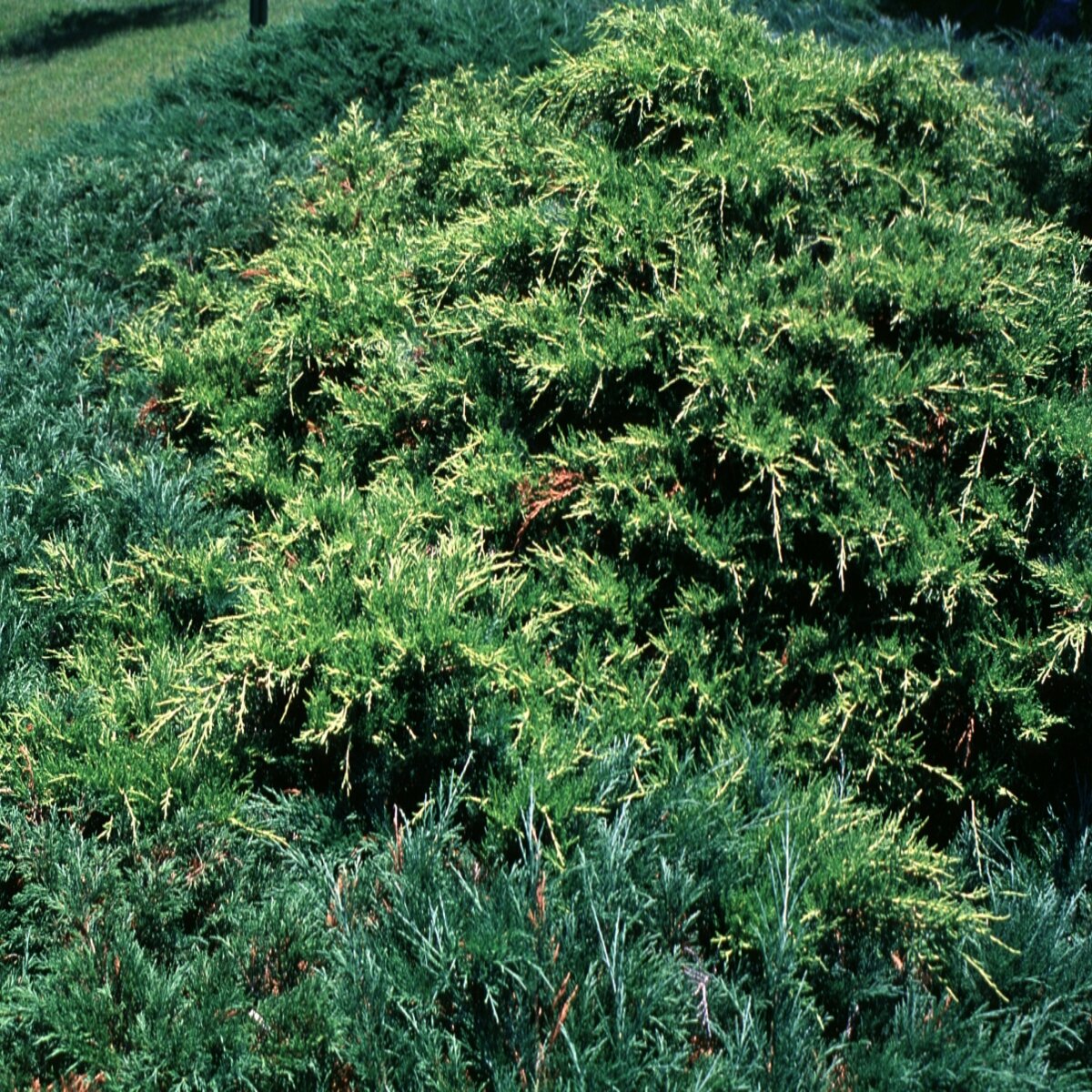 Juniperus X Pfitzeriana Gold Coast Juniper | SiteOne