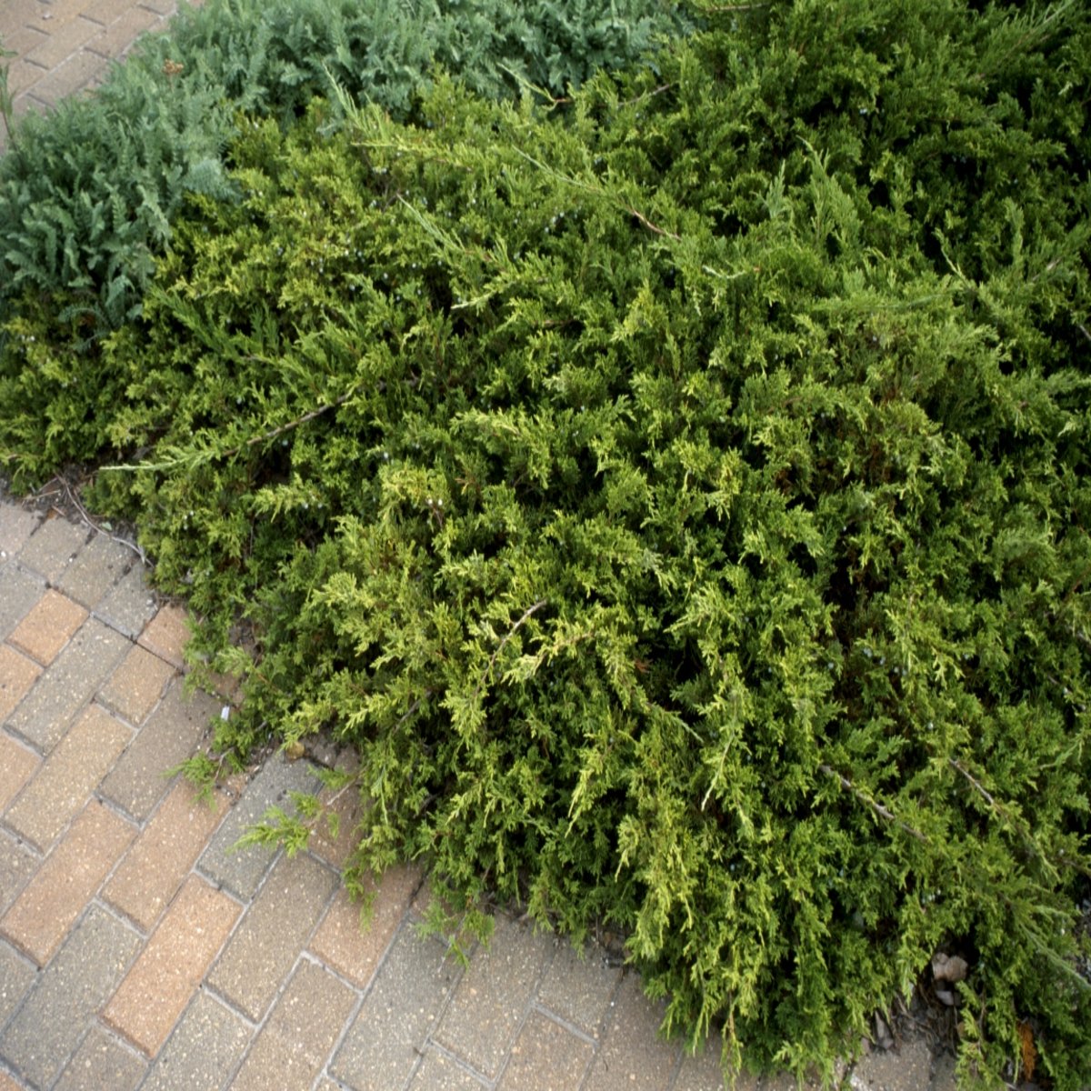 Juniperus Sabina Buffalo Savin Juniper | SiteOne