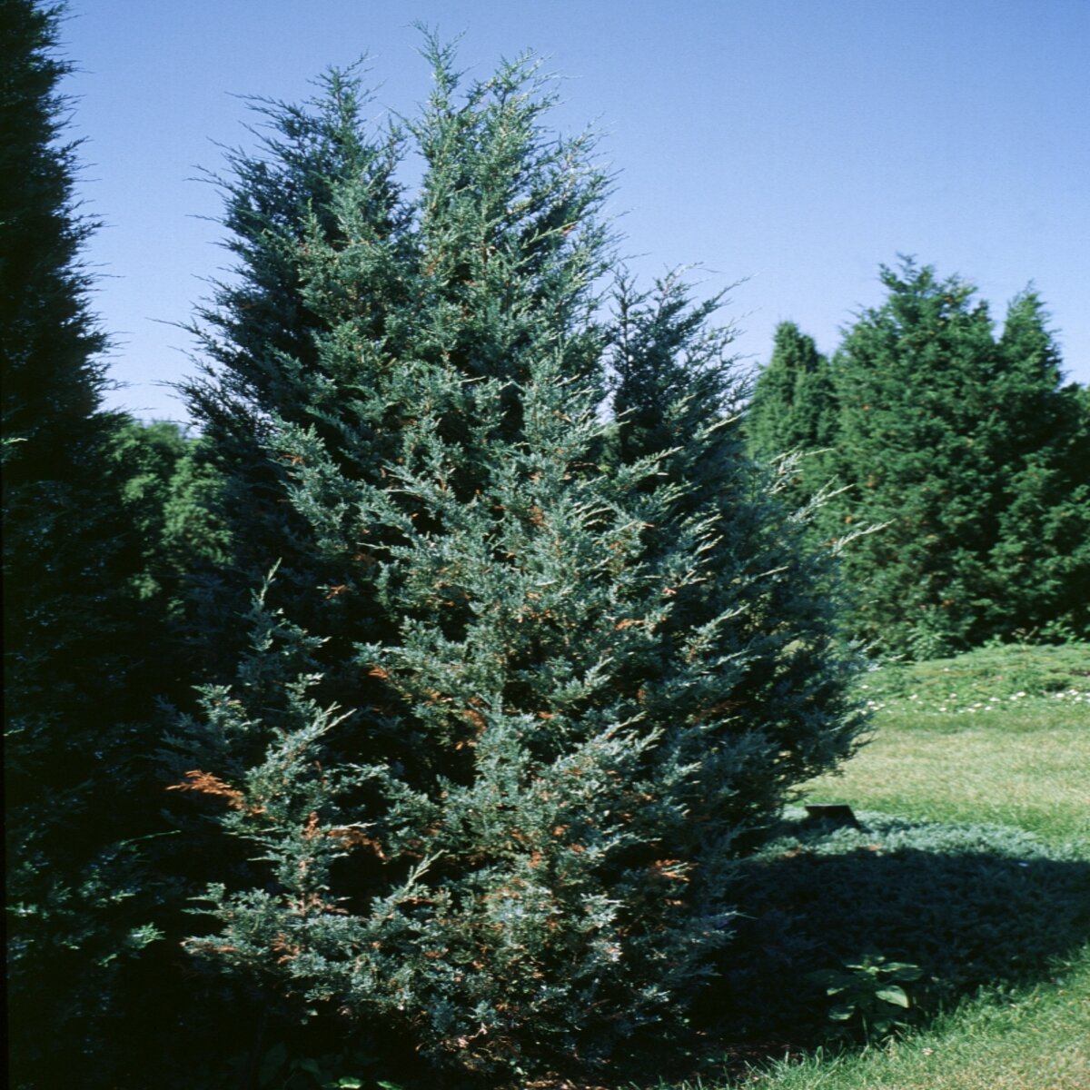 Juniperus Scopulorum Moonglow Rocky Mountain Juniper | SiteOne