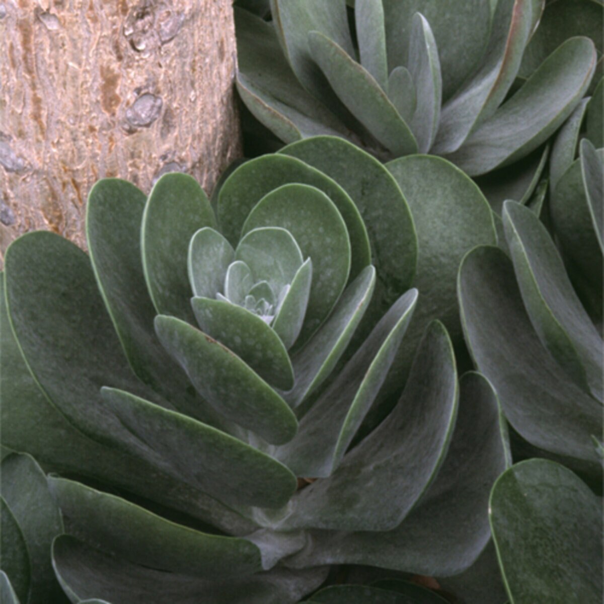 Kalanchoe Thyrsiflora Paddle Plant | SiteOne