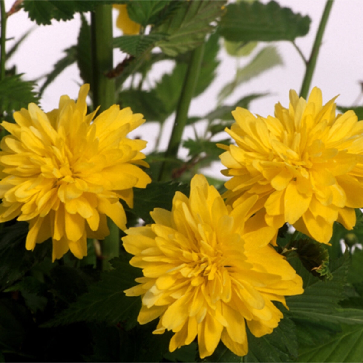 Kerria Japonica Pleniflora Double Japanese Kerria | SiteOne