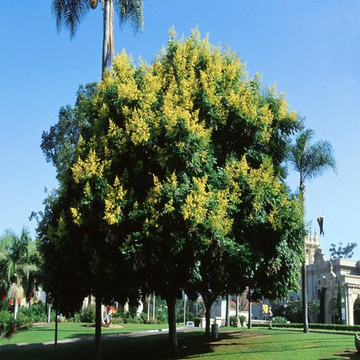Koelreuteria Bipinnata Chinese Flame Tree | SiteOne