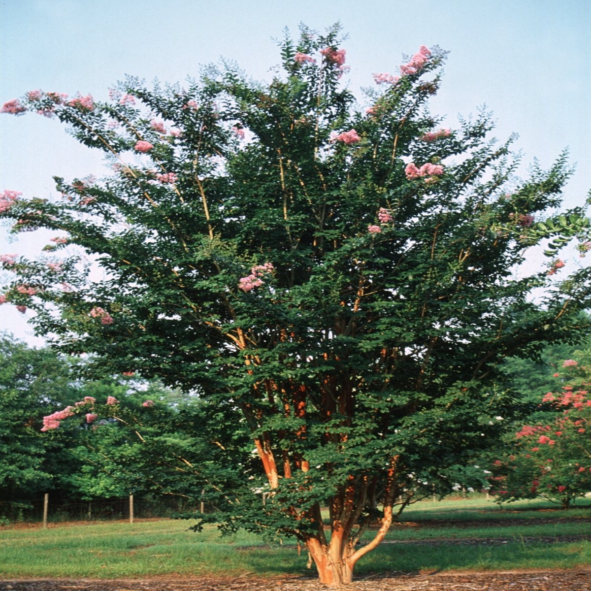 Lagerstroemia Indica X Fauriei Apalachee Crape Myrtle | SiteOne
