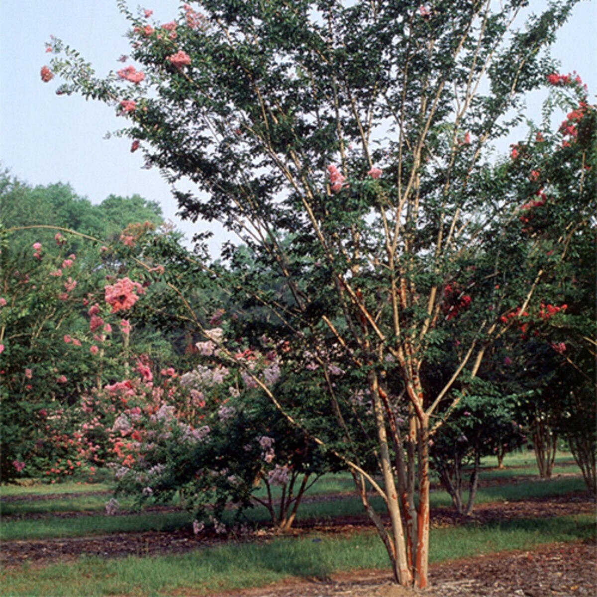Lagerstroemia Indica X Fauriei Biloxi Crape Myrtle | SiteOne