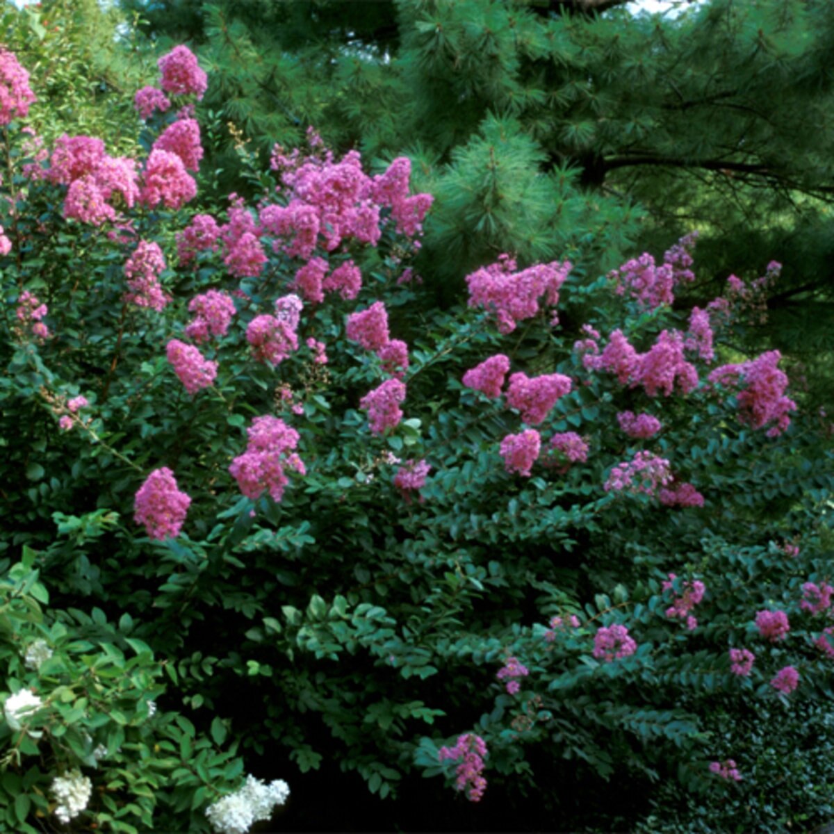 Lagerstroemia Indica X Fauriei Hopi Crape Myrtle | SiteOne