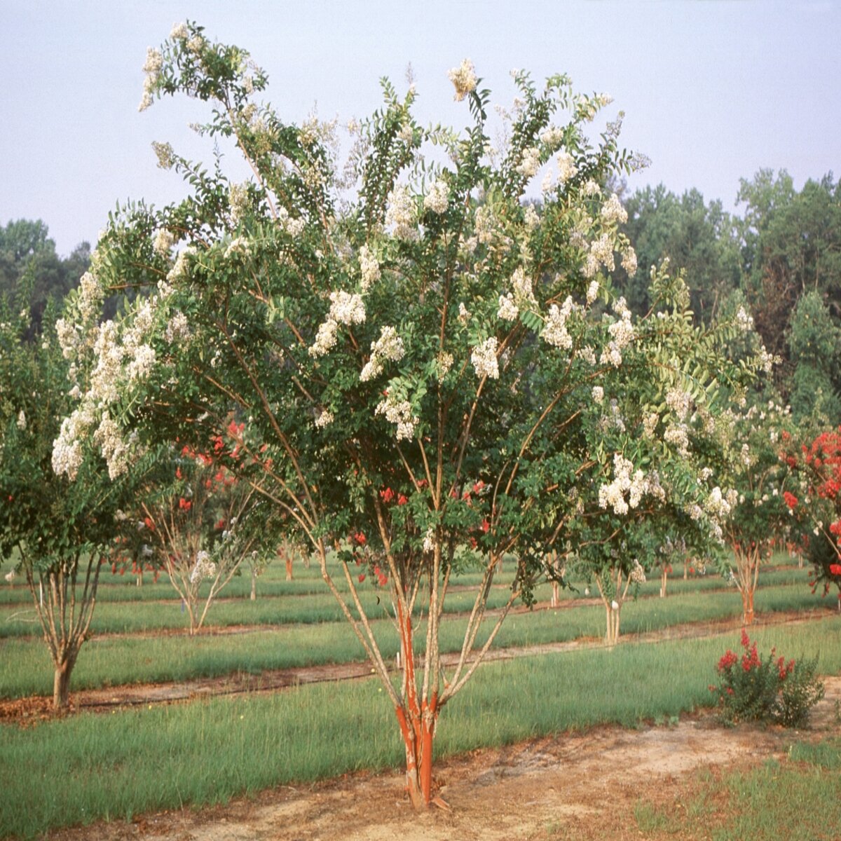 Lagerstroemia Indica X Fauriei Natchez Crape Myrtle | SiteOne