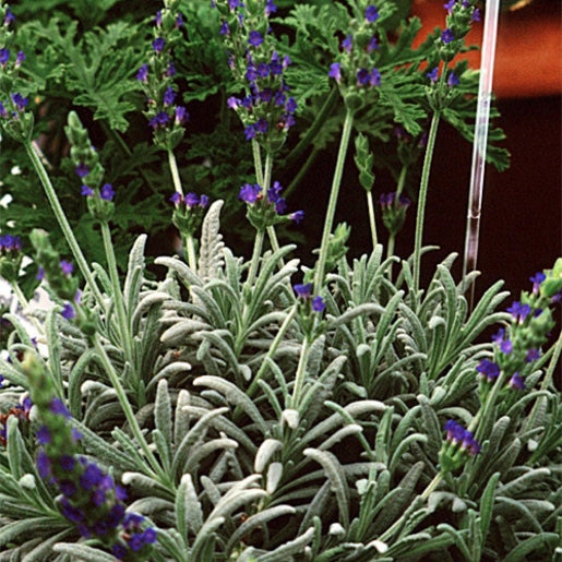 Lavandula X Ginginsii Goodwin Creek Grey English Lavend | SiteOne