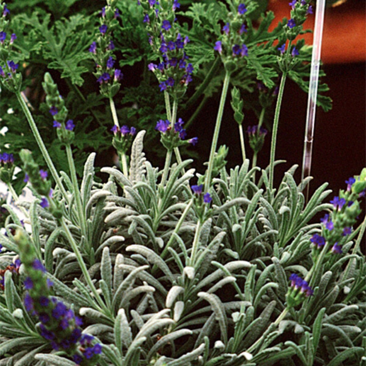 Lavandula X Ginginsii Goodwin Creek Grey English Lavend | SiteOne
