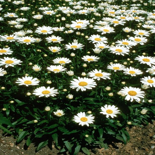 Leucanthemum X Superbum 'Snowcap' Shasta Daisy | SiteOne