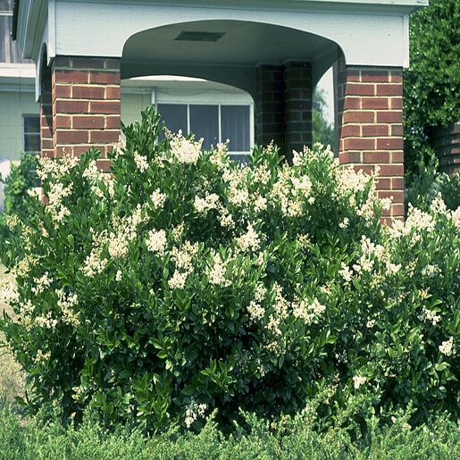 Ligustrum Japonicum Japanese Waxleaf Privet | SiteOne