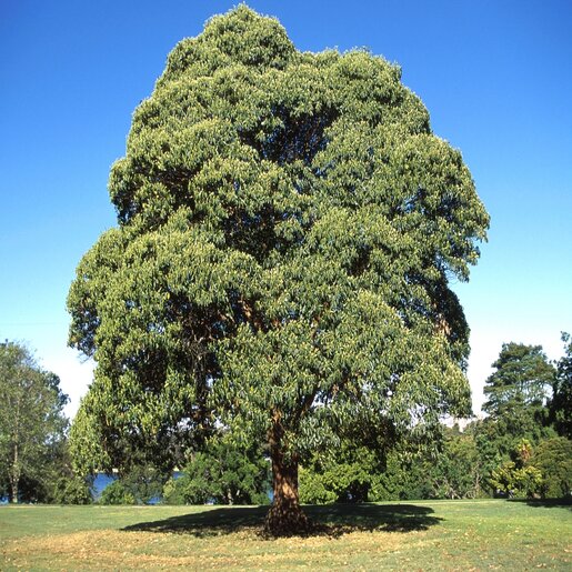 Lophostemon Confertus Brush Box | SiteOne