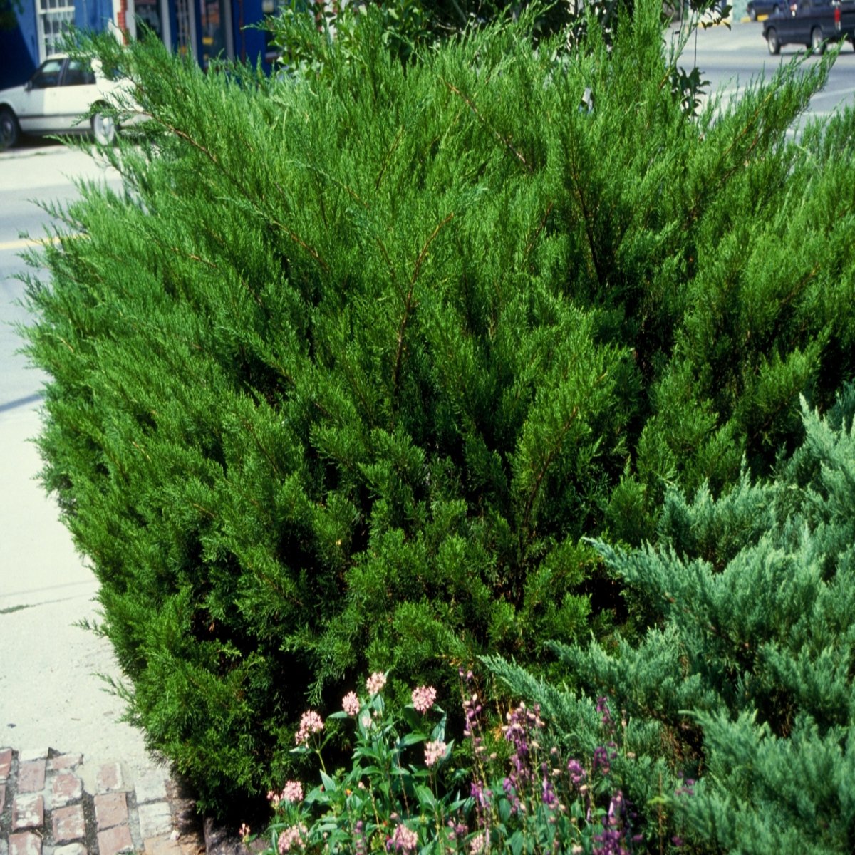 Juniperus Chinensis Mint Julep Chinese Juniper | SiteOne