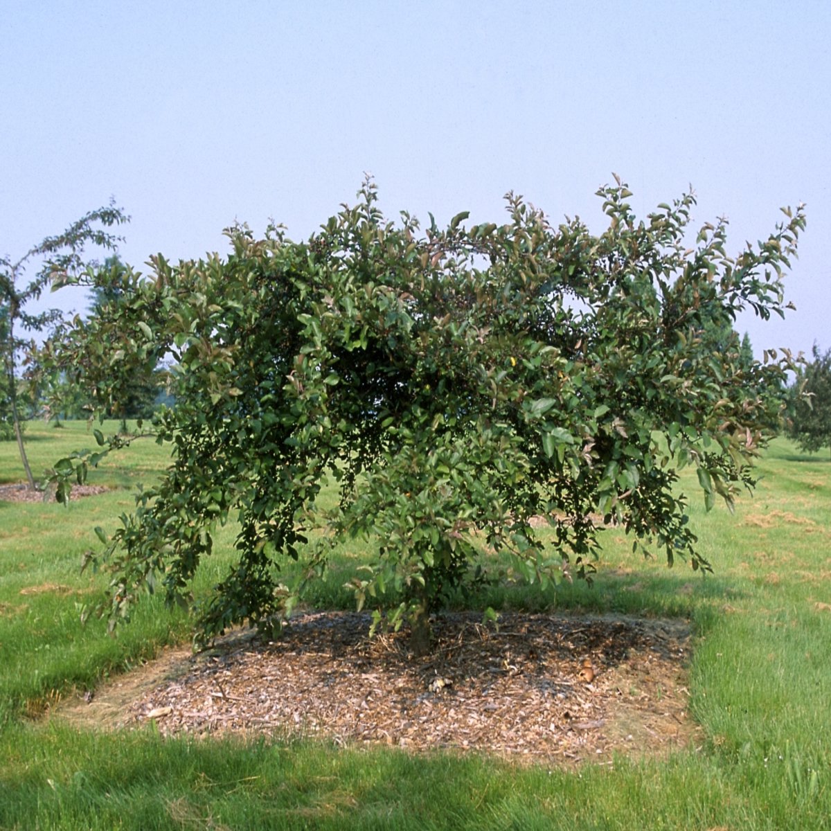 Malus Sargentii Candymint Crabapple | SiteOne