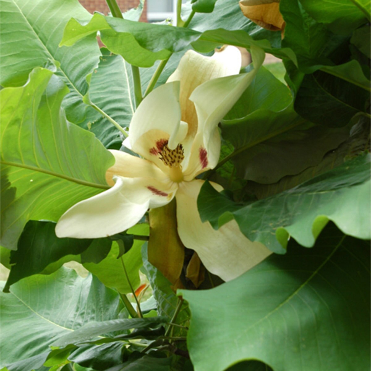 Magnolia Macrophylla var. Ashei Ashe Magnolia | SiteOne