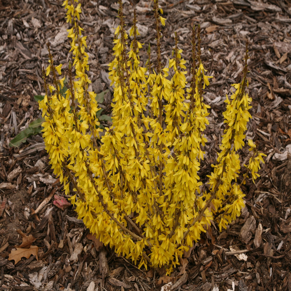 Forsythia X Show Off Sugar Baby Forsythia | SiteOne