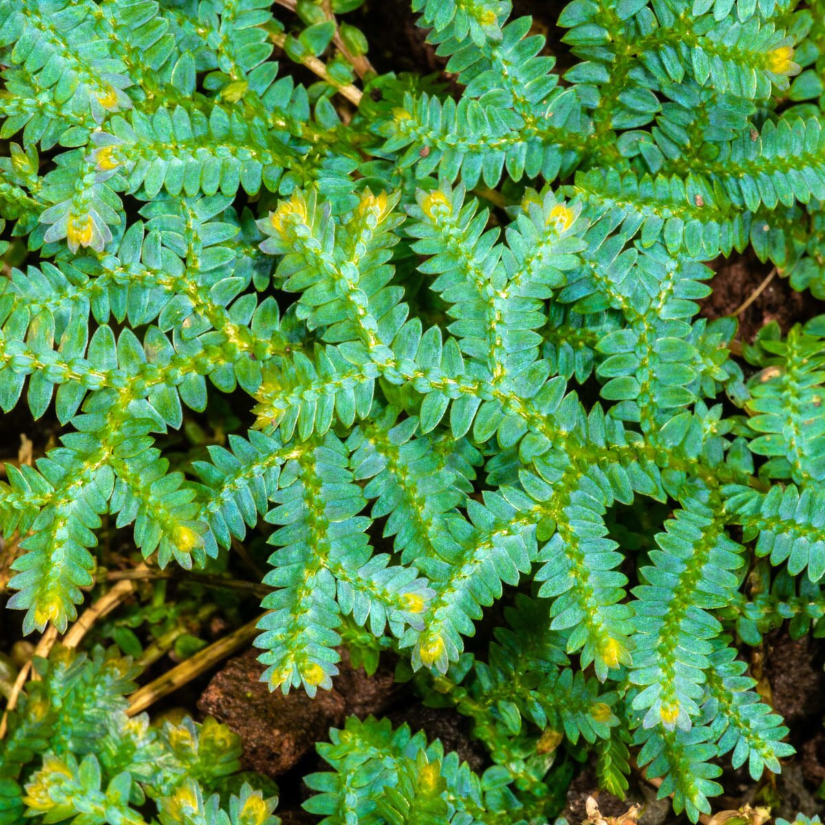 Selaginella Uncinata Peacock Spikemoss | SiteOne