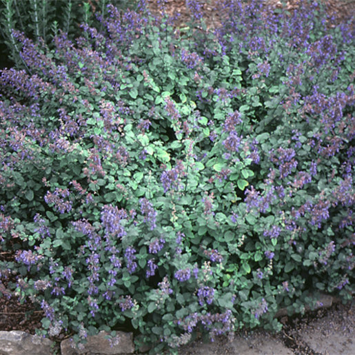 Nepeta Racemosa Blue Wonder Catmint | SiteOne