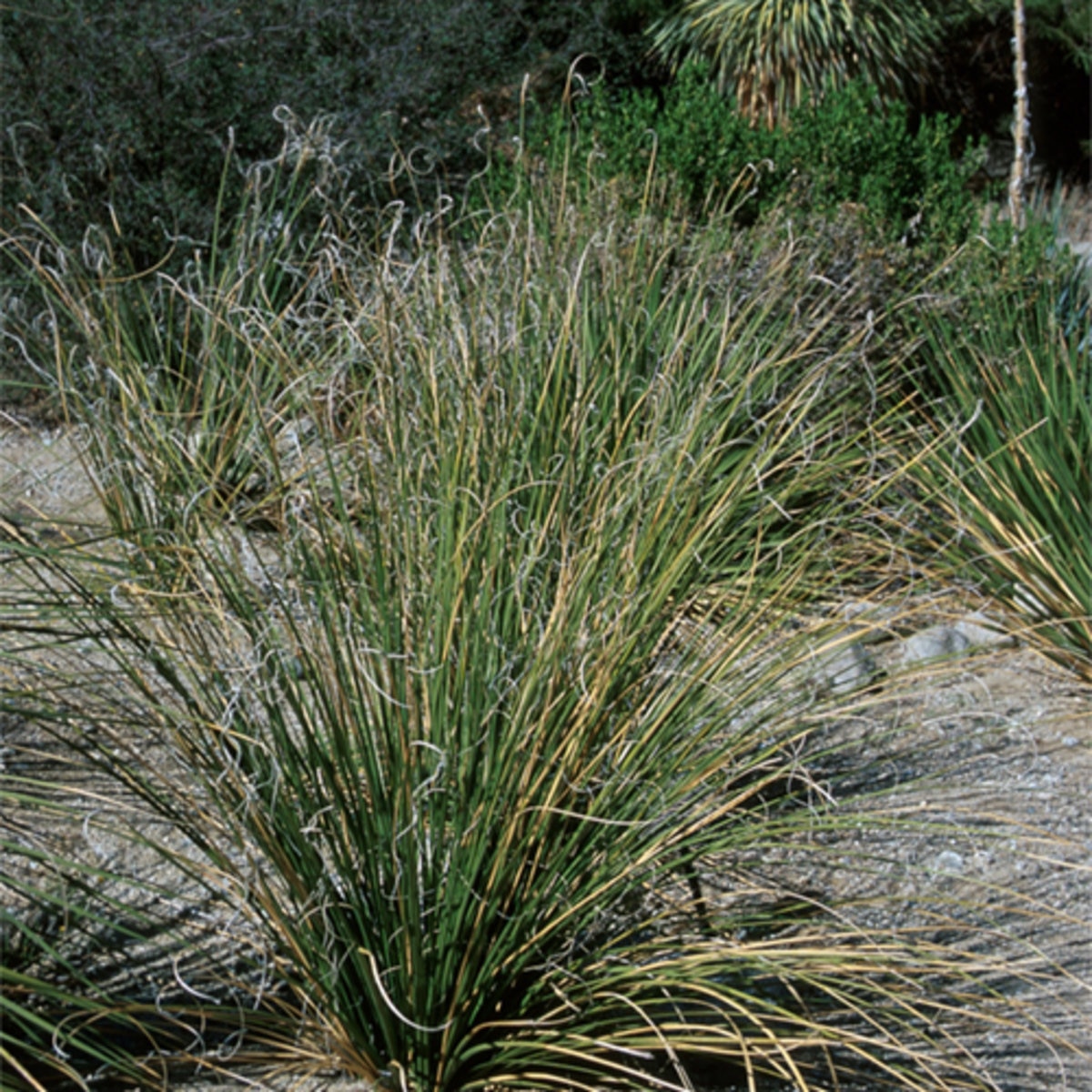 Nolina Microcarpa Bear Grass | SiteOne