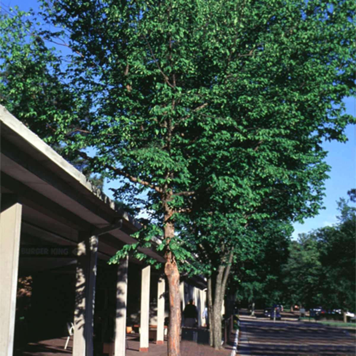 Ostrya Virginiana American Hop Hornbeam | SiteOne