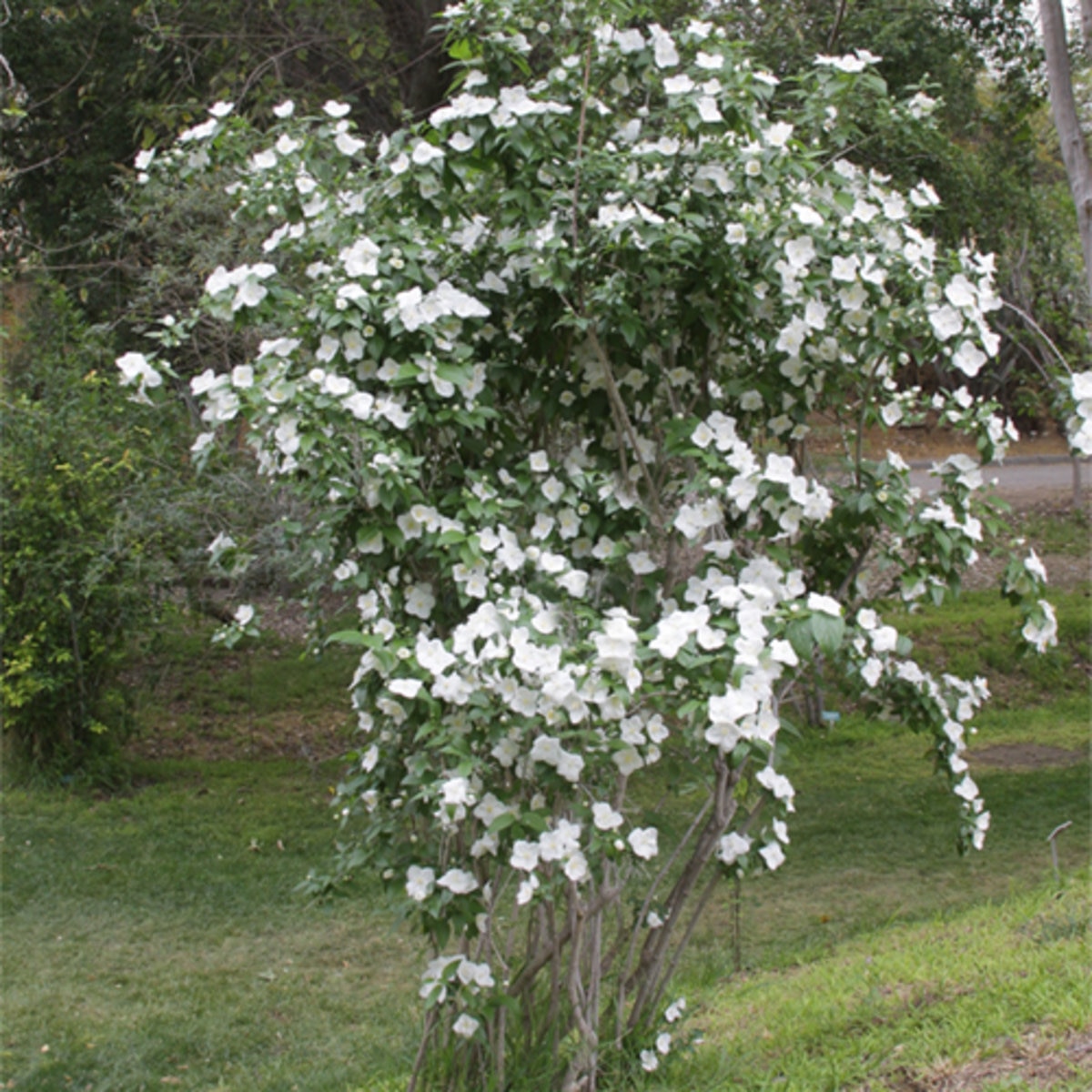 Philadelphus X Virginalis Natchez Mock Orange | SiteOne