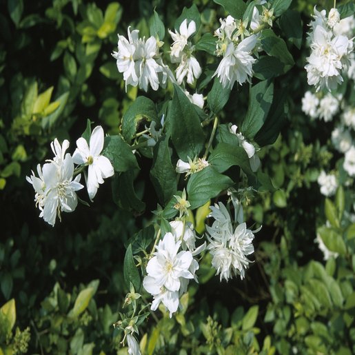 Philadelphus X Virginalis Minnesota Snowflake Mock Oran | SiteOne