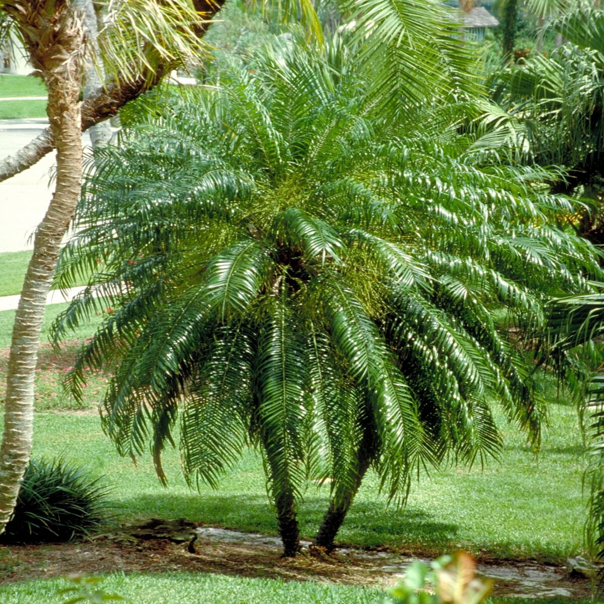 Phoenix Roebelenii Pygmy Date Palm | SiteOne