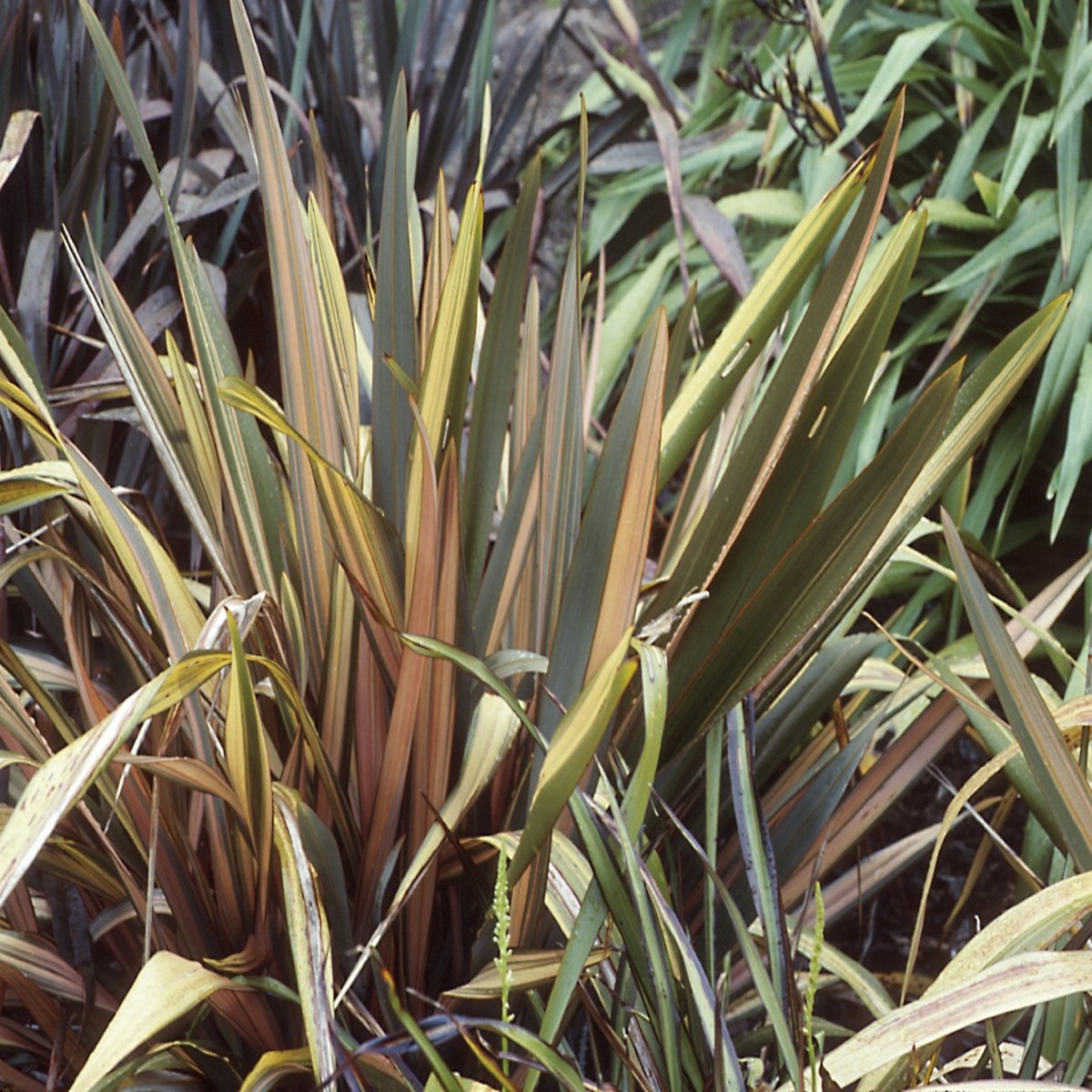 Phormium Tenax Maori Queen Rainbow Queen New Zealand Fl | SiteOne