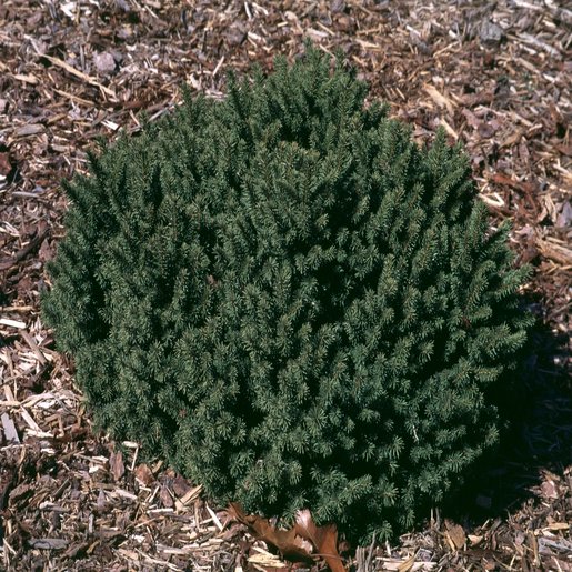 Picea Abies Pumila Norway Spruce | SiteOne
