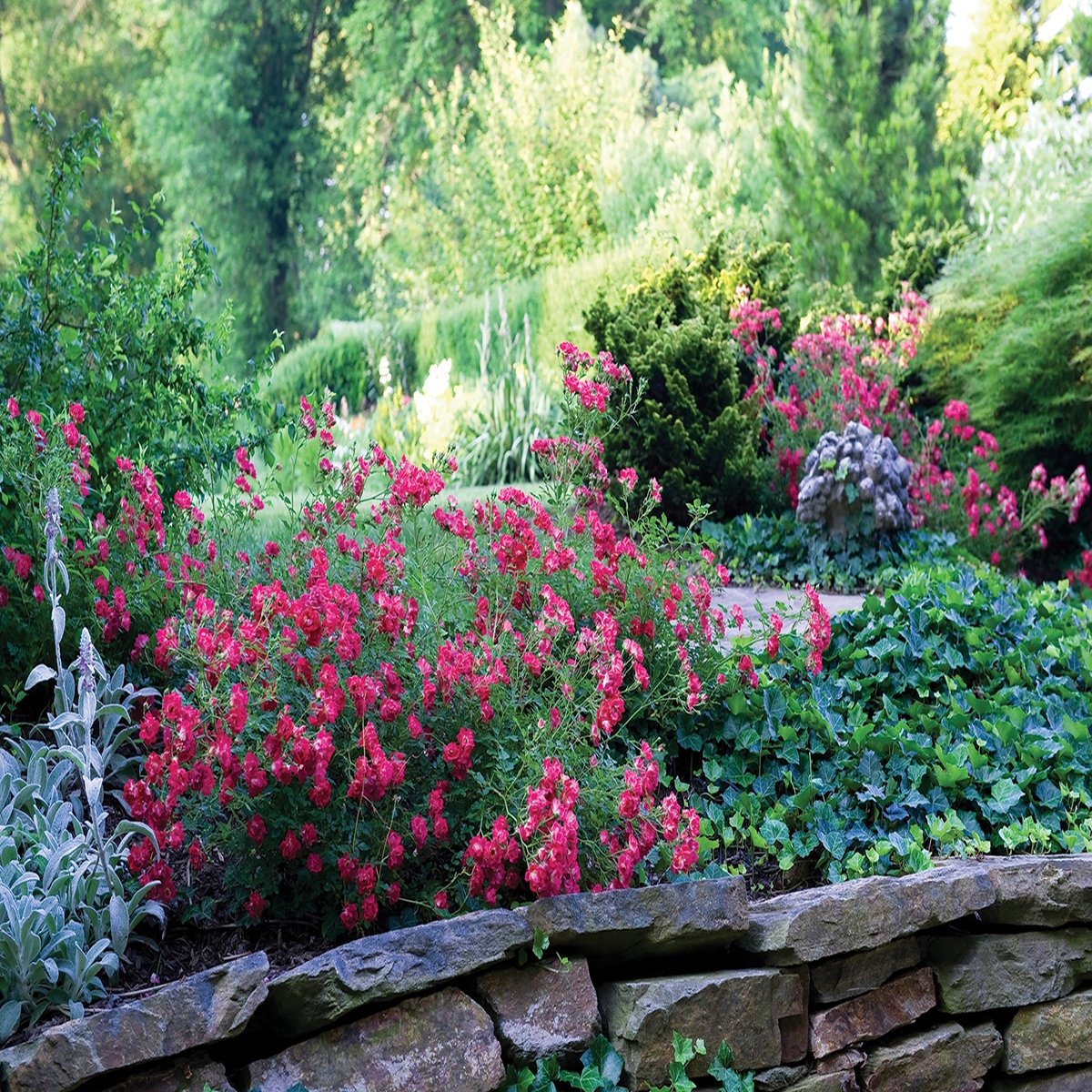 Rosa X Red Drift Rose | SiteOne