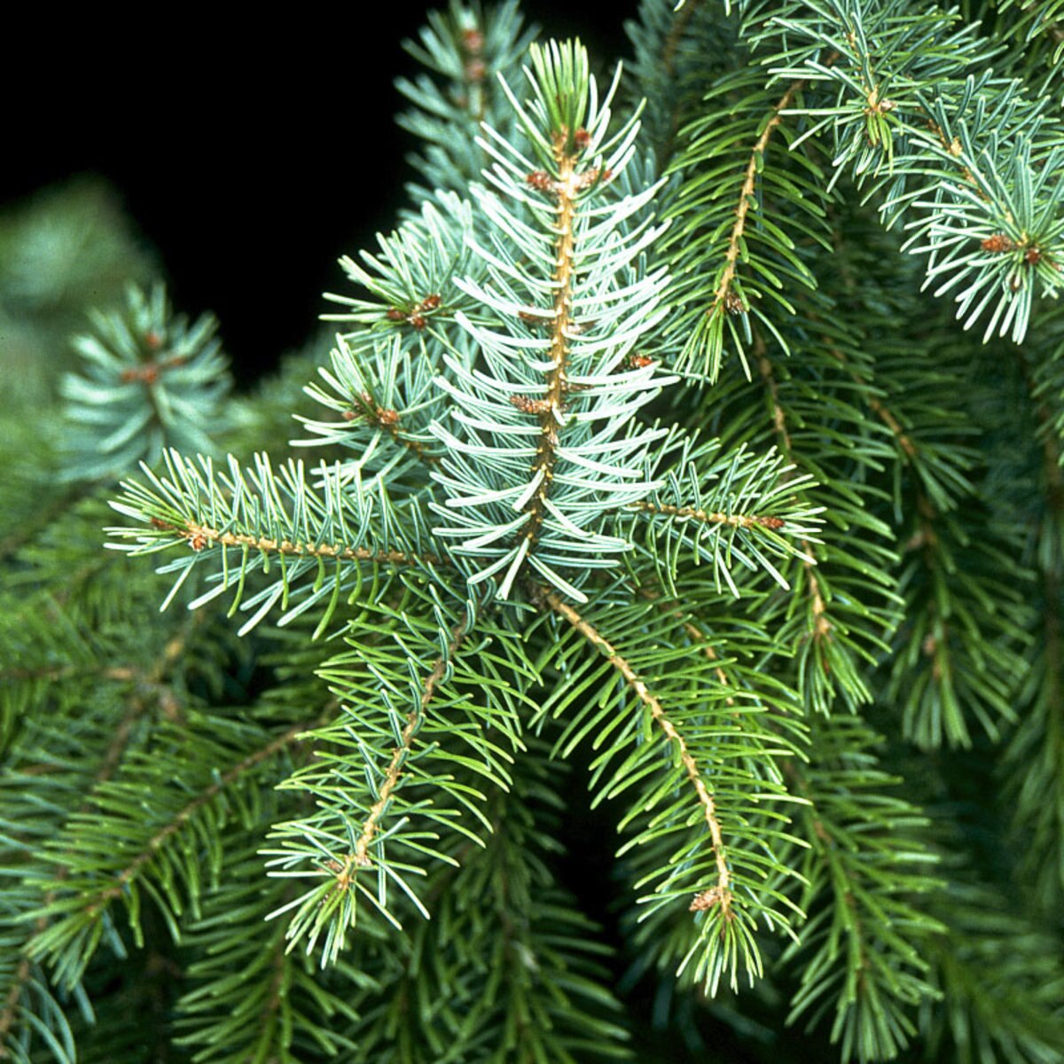 Picea Omorika Serbian Spruce | SiteOne