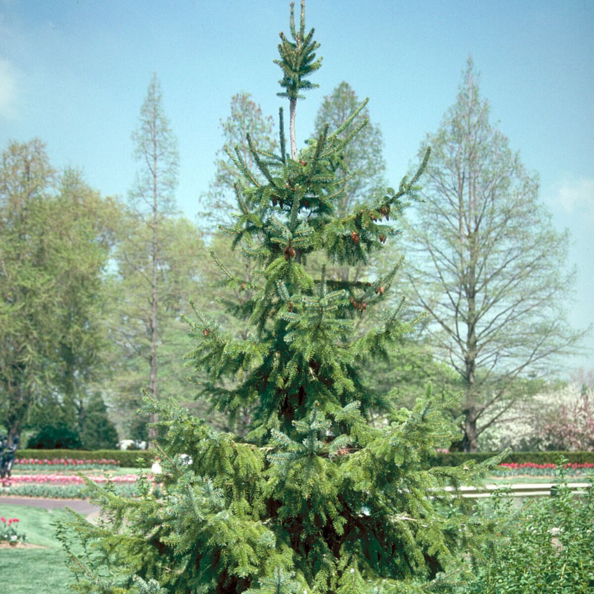 Picea Omorika Serbian Spruce | SiteOne