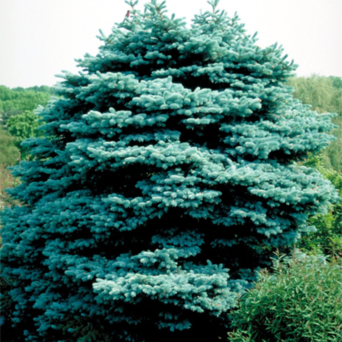 Picea Pungens Montgomery Blue Spruce | SiteOne
