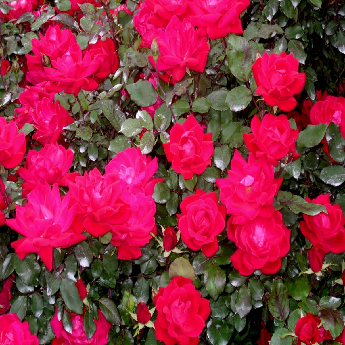 Rosa X Double Red Knock Out Shrub Rose | SiteOne