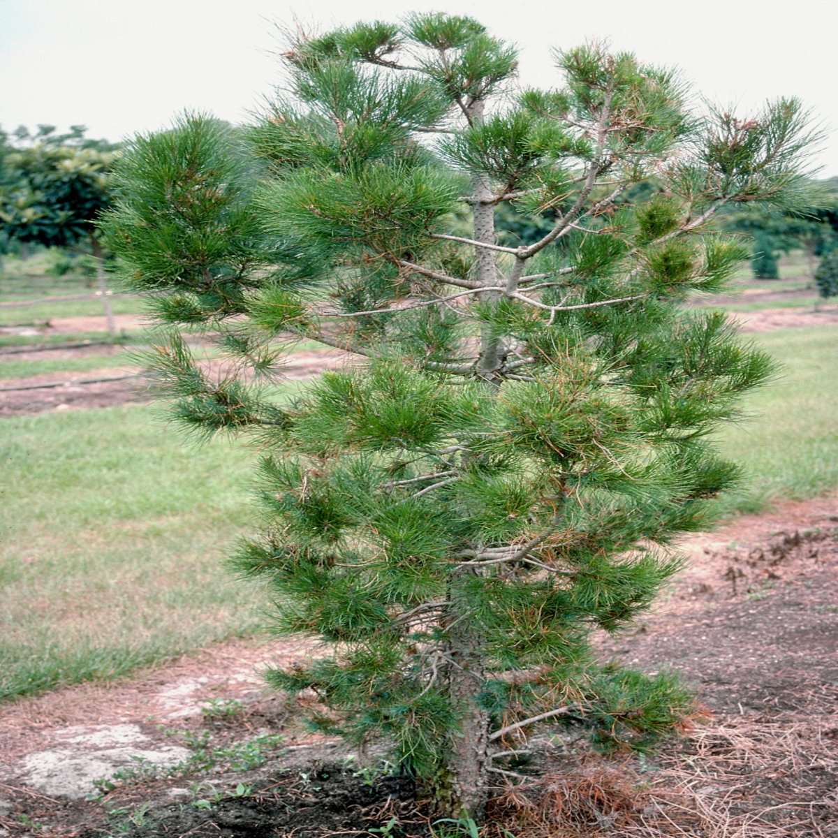 Pinus Brutia var. Eldarica Turkish Pine | SiteOne
