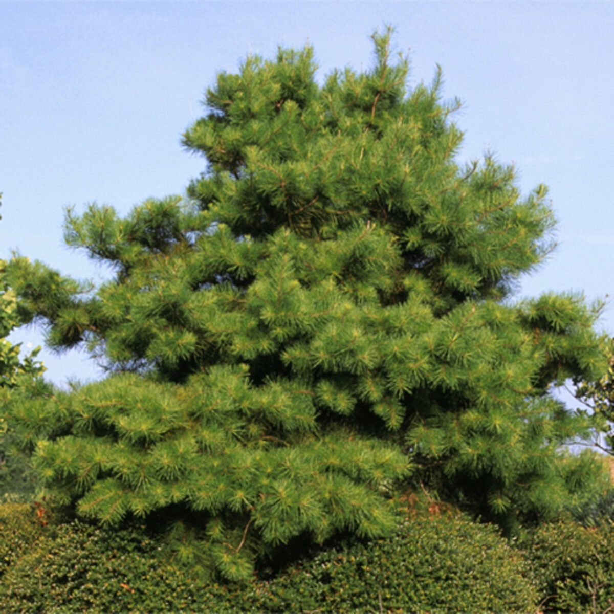 Pinus Glabra Spruce Pine | SiteOne