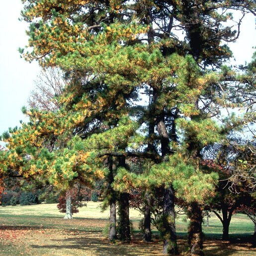Pinus Rigida Pitch Pine | SiteOne
