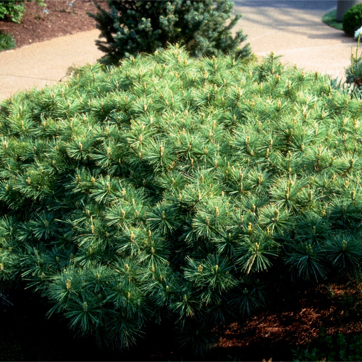 Pinus Strobus Nana Dwarf Eastern White Pine | SiteOne